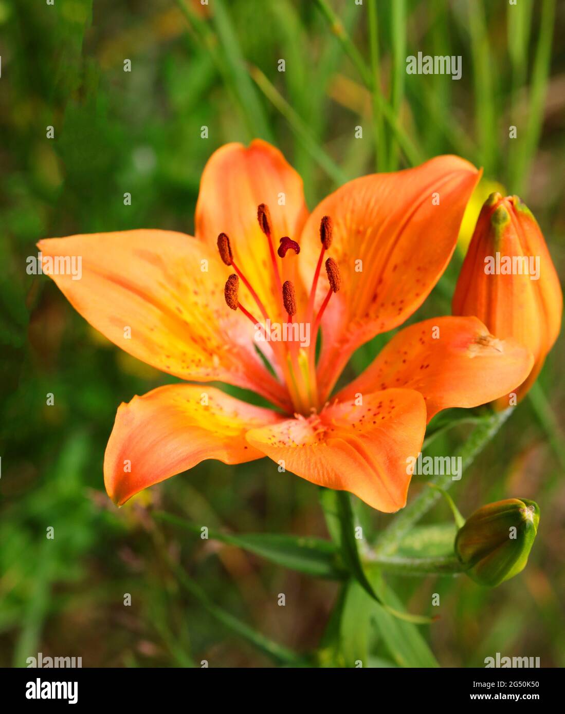Particular lily species hi-res stock photography and images - Alamy