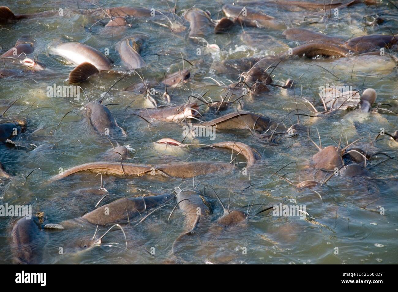 India jaisalmer catfish hi-res stock photography and images - Alamy