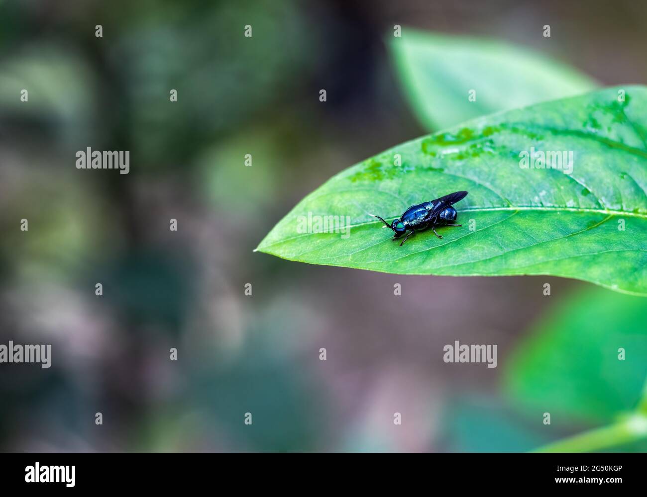 A small bug sitting on a long bean leaf close up Stock Photo - Alamy