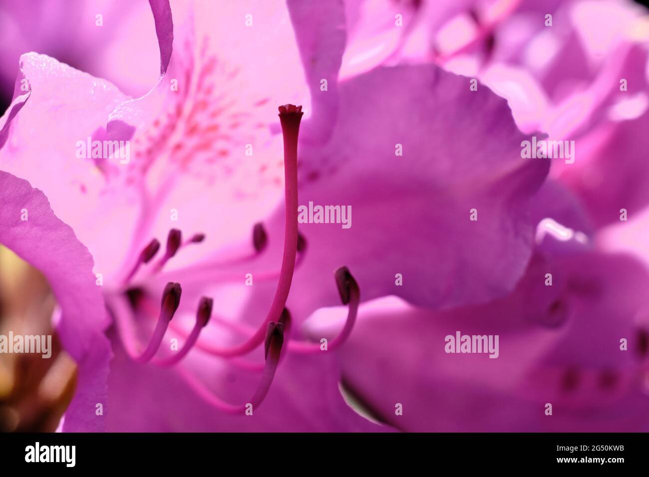 Rhododendron Pistils High Resolution Stock Photography and Images - Alamy