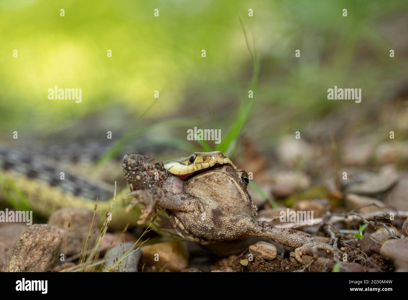 The unusual method of eating is known as ?pterygoid walking? and is ...