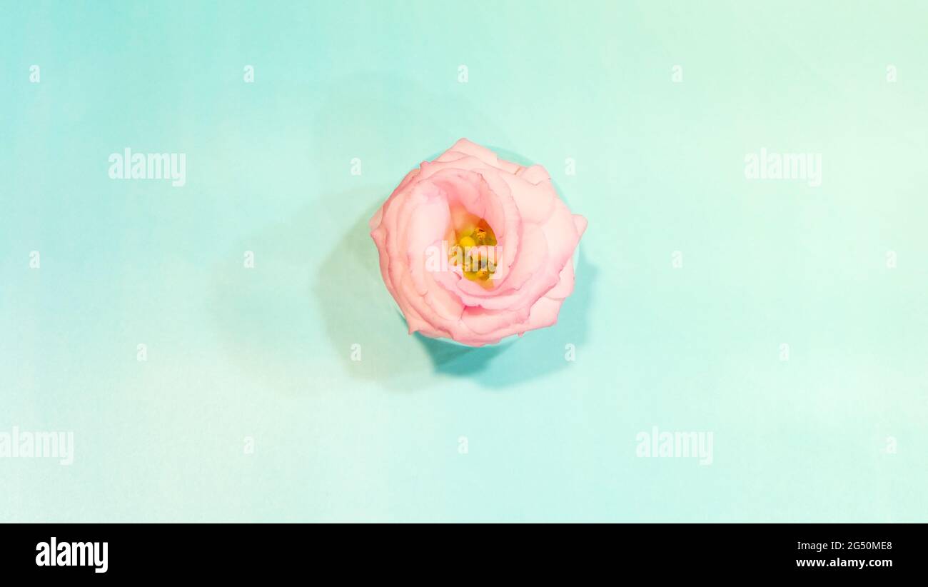Top view of a single pink flower in full bloom, with greenish blue ...