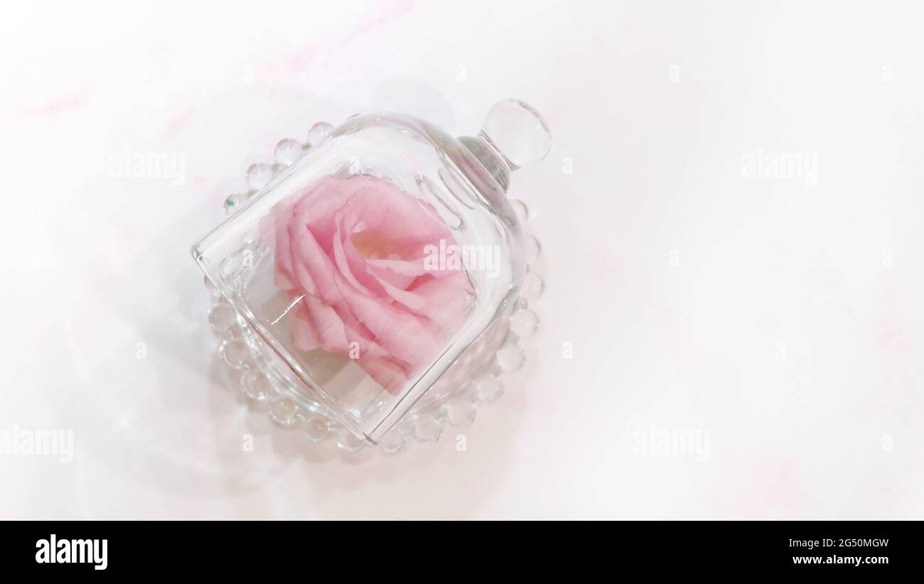 Bell jar flower hi-res stock photography and images - Alamy