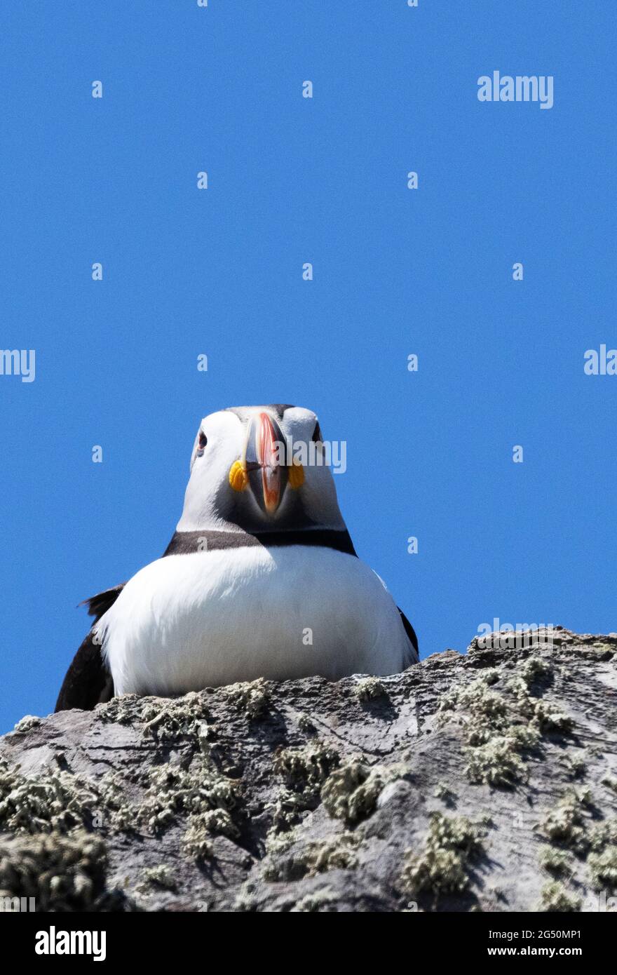 Uk seabirds hi-res stock photography and images - Alamy