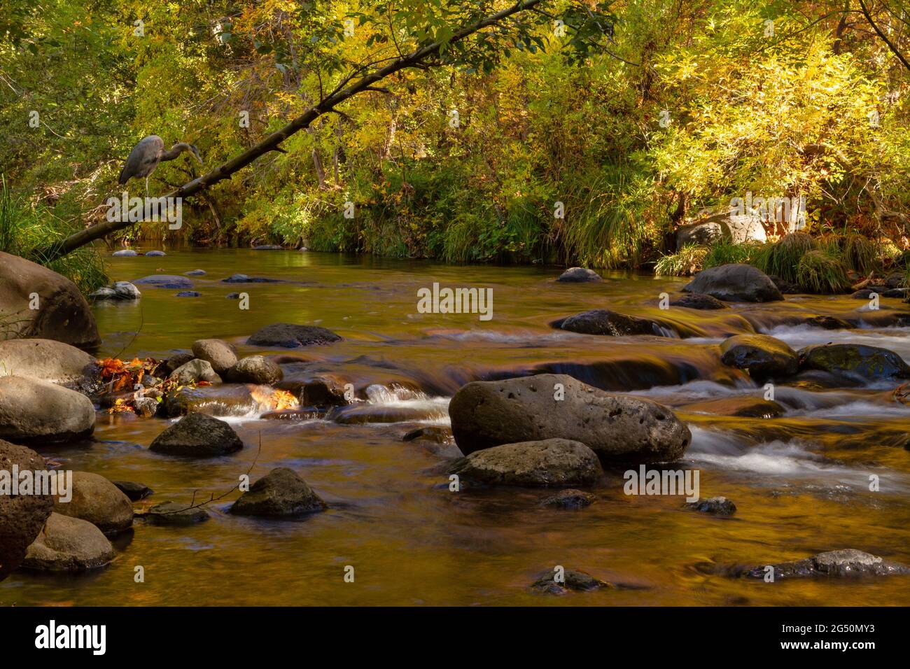 Rapids in Grasshopper Point park outside Sedona. Fall colors highlight ...