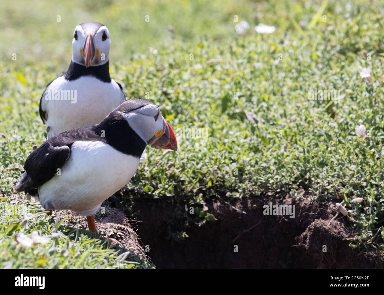 Atlantic puffins on pembrokeshire wales hi-res stock photography and ...