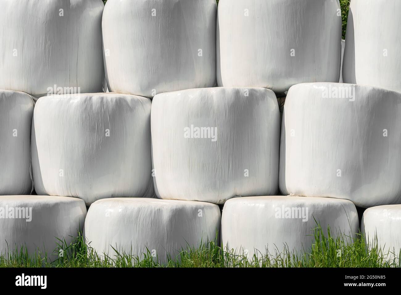 Country field with bales of hay wrapped in plastic bags on a sunny day ...