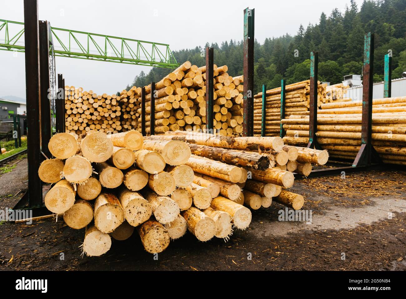 Debarked tree hi-res stock photography and images - Alamy