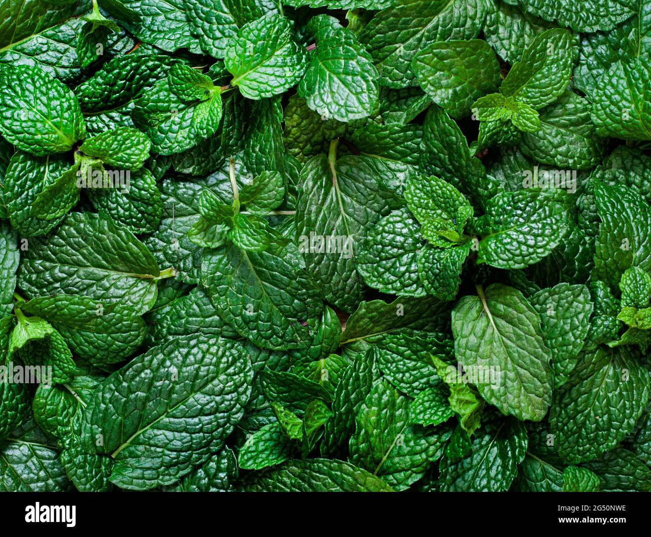 mint leaves full frame background Stock Photo - Alamy