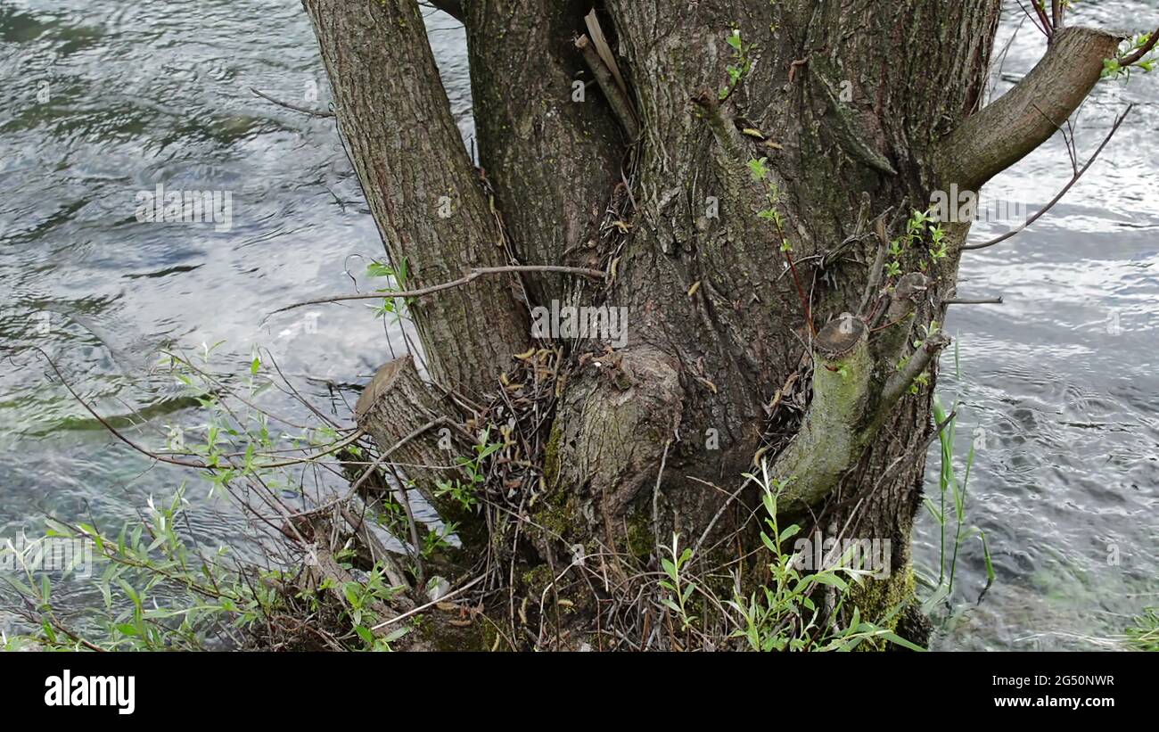 3d illustration - Big Old Tree On Water Stream Stock Photo - Alamy