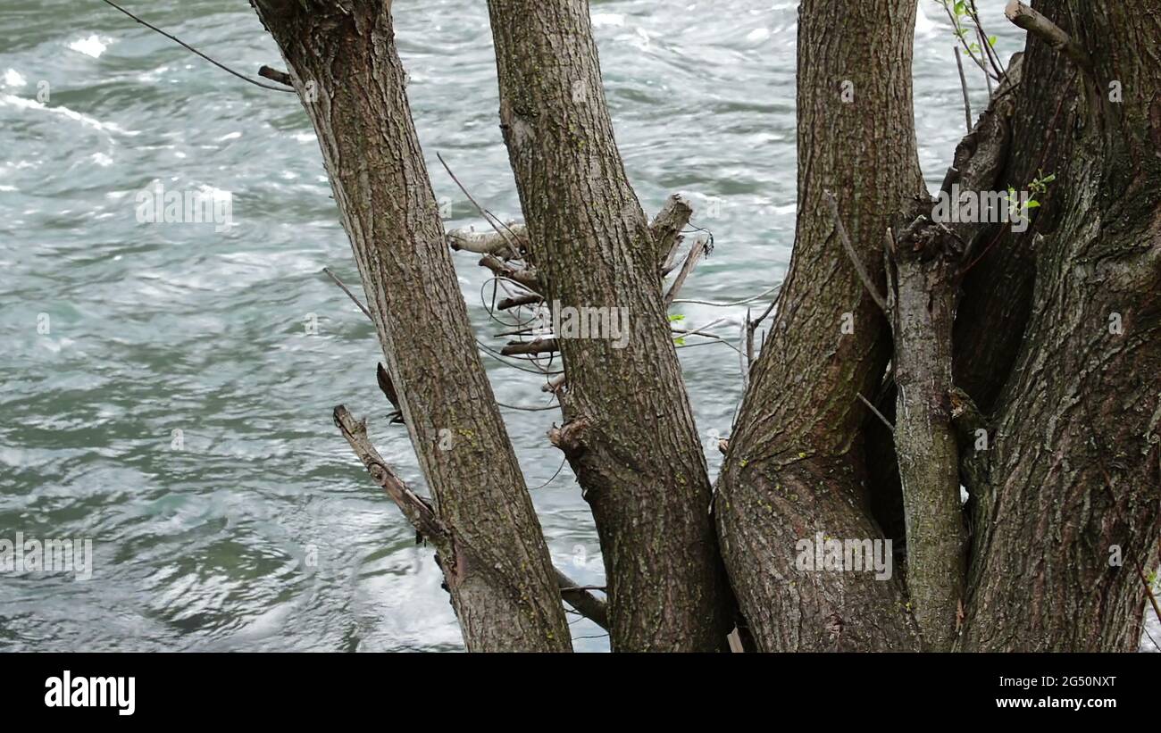 3d illustration - Big Old Tree On Water Stream Stock Photo - Alamy