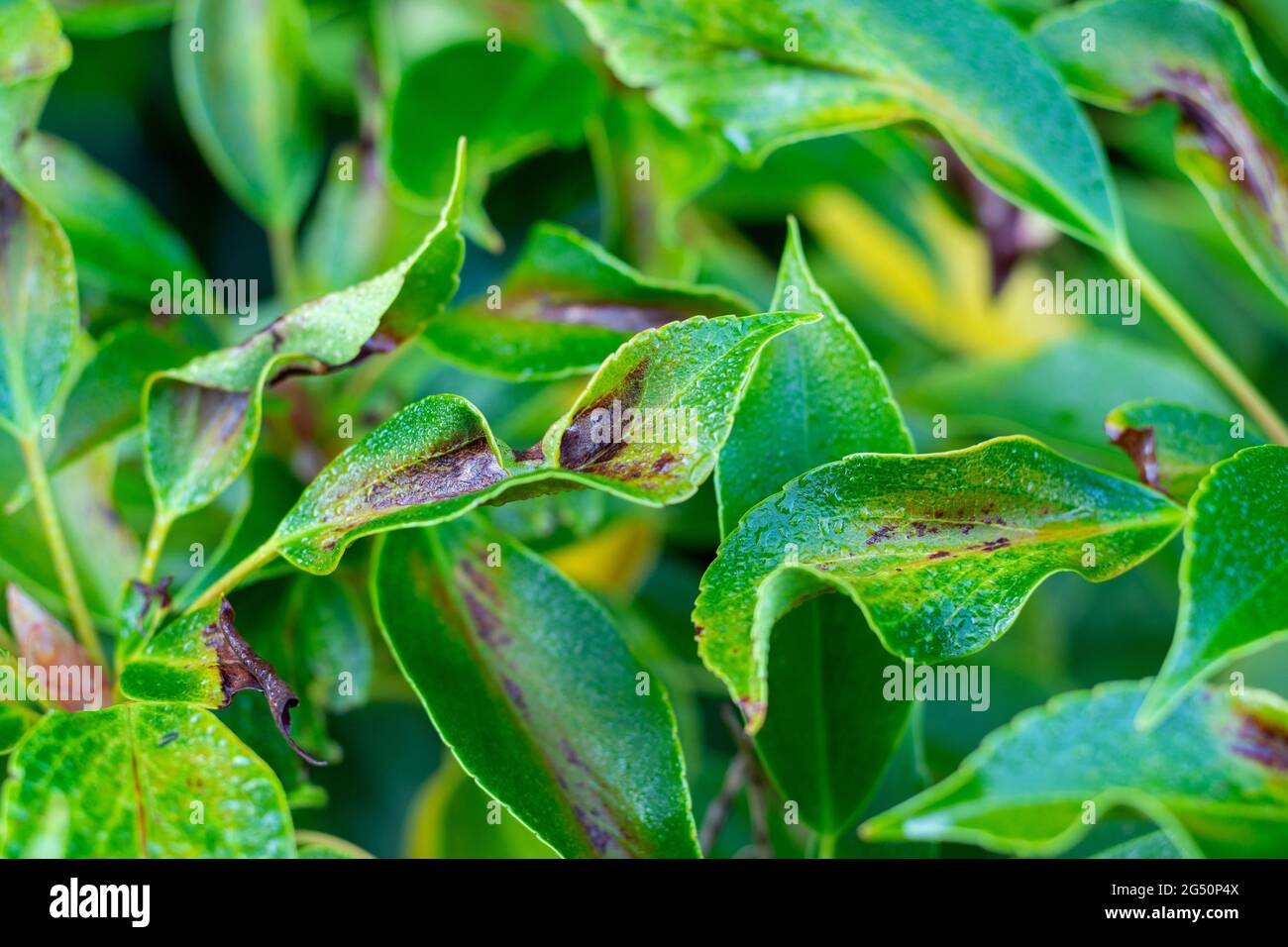 trochodendron aralioides, wheel tree Stock Photo - Alamy