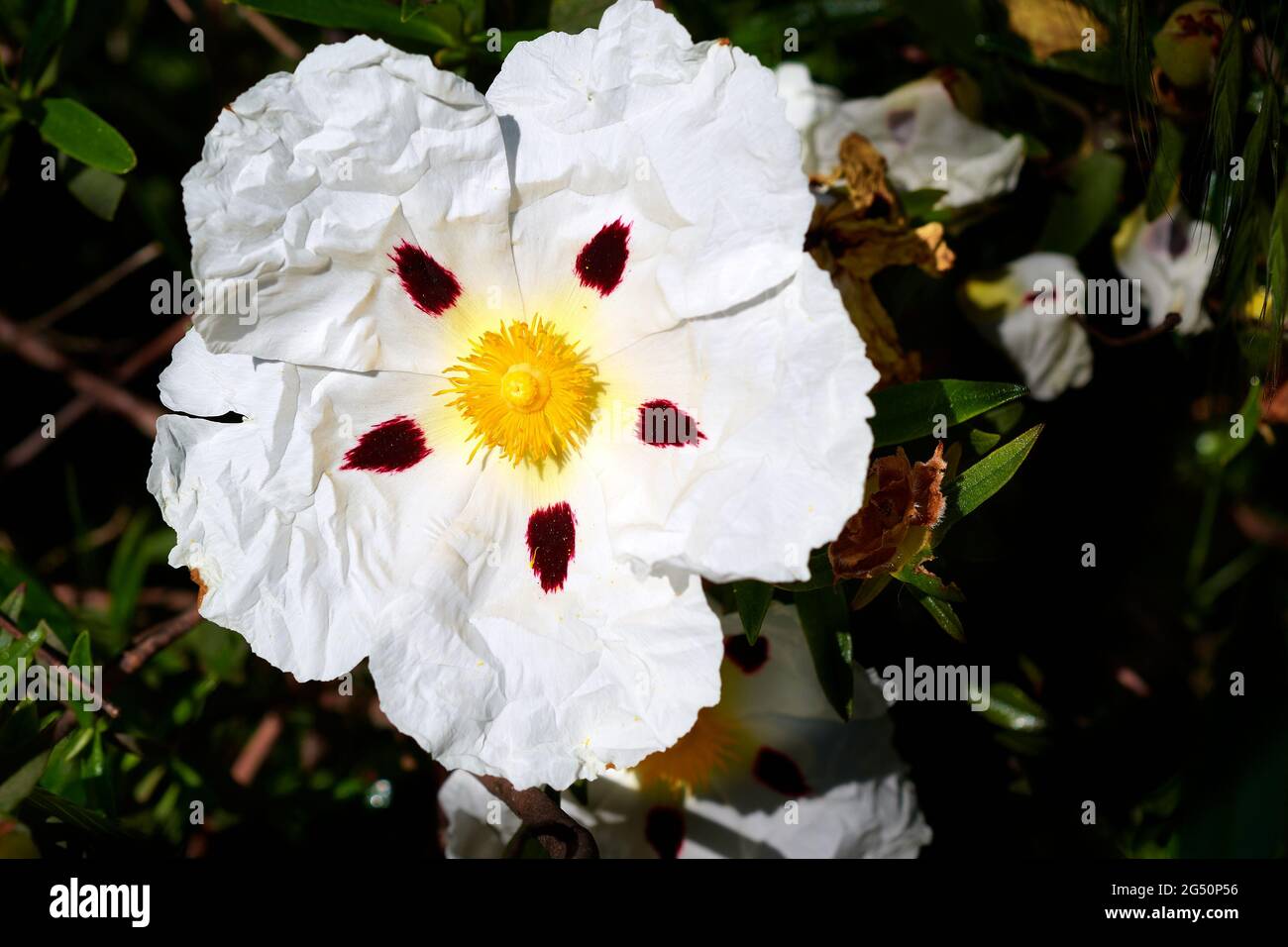 Cistus ladanifer flower hi-res stock photography and images - Alamy