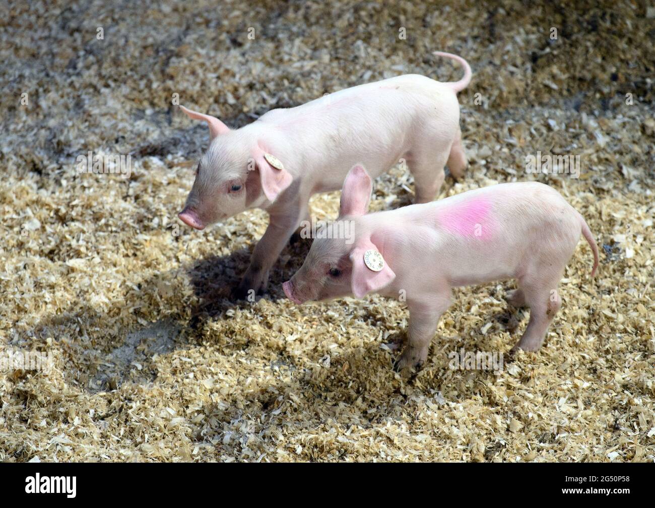 24 June 2021, Brandenburg, Groß Pankow: One-week-old piglets stand in ...