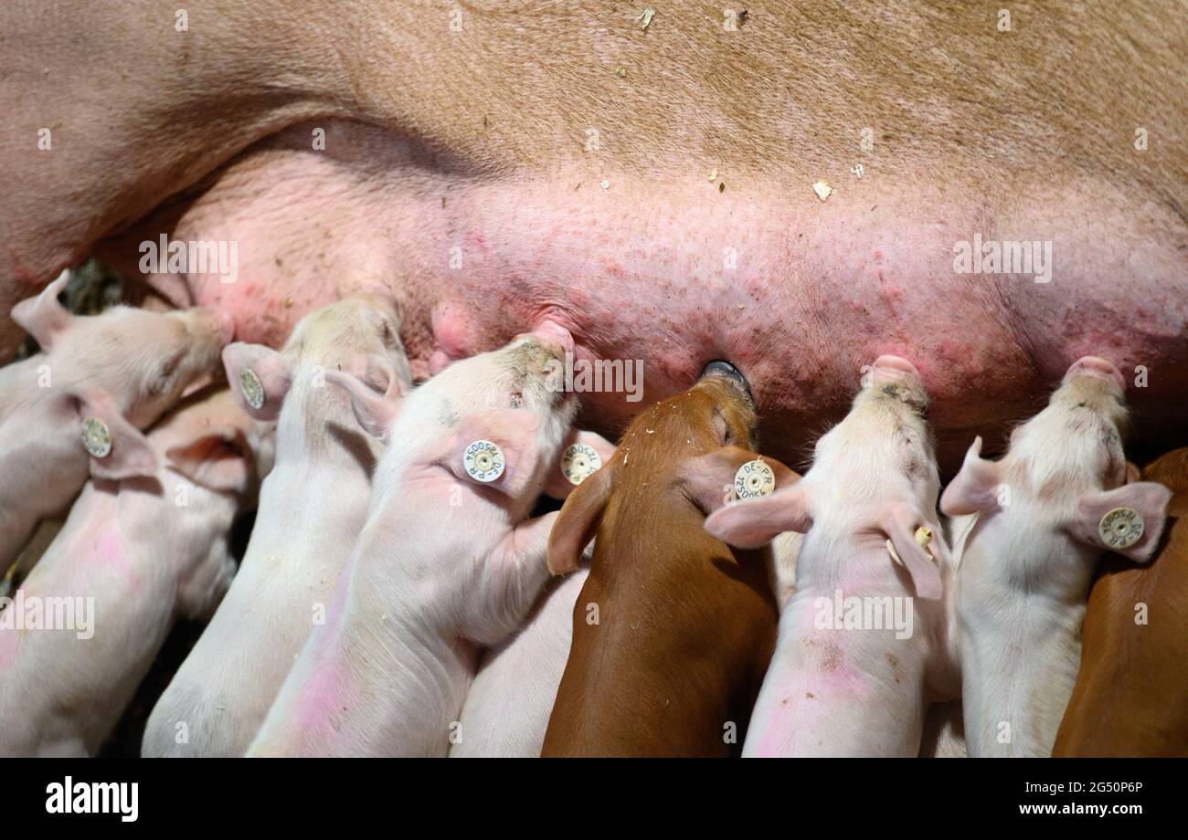 Schweinstall hi-res stock photography and images - Alamy