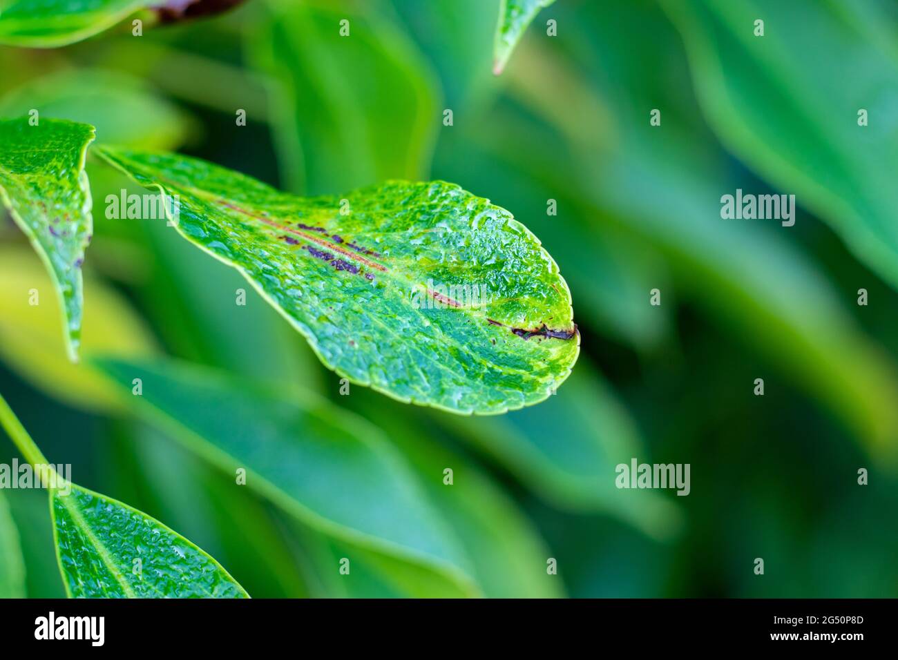 trochodendron aralioides, wheel tree Stock Photo - Alamy