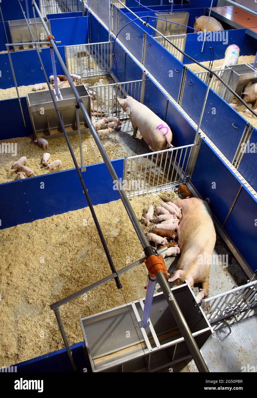 Prignitzer hi-res stock photography and images - Alamy