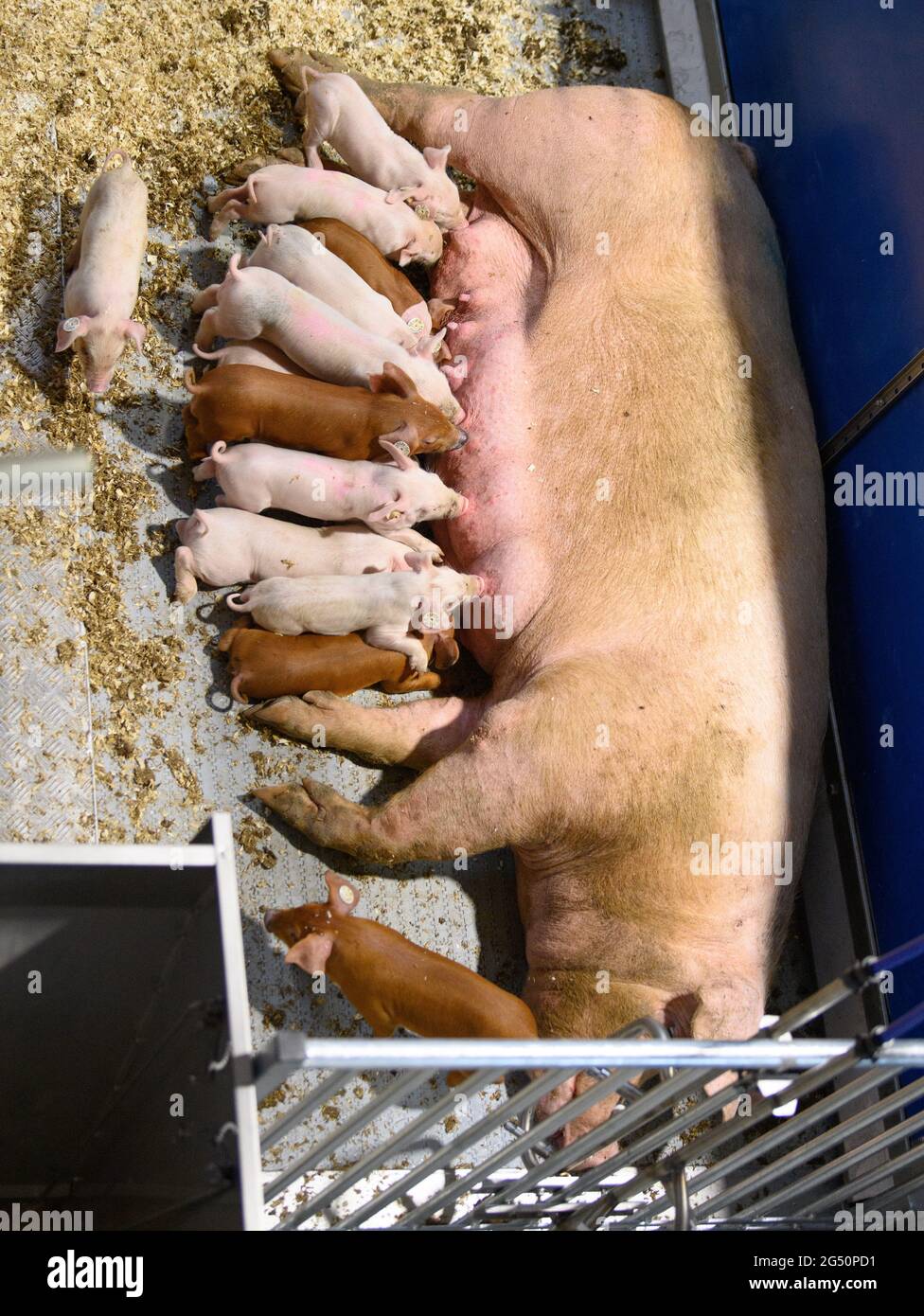 24 June 2021, Brandenburg, Groß Pankow: A sow with one-week-old piglets ...