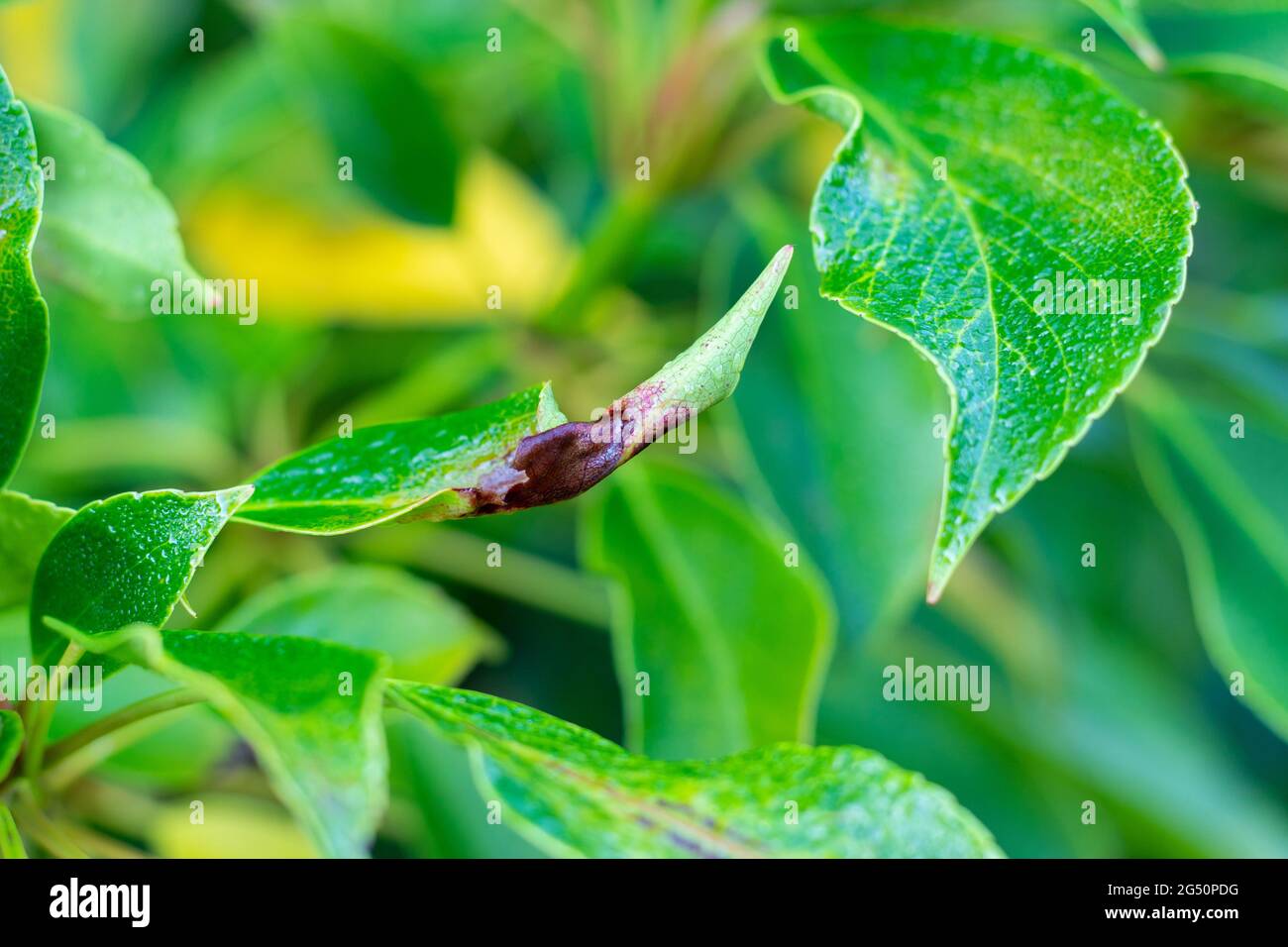 trochodendron aralioides, wheel tree Stock Photo - Alamy