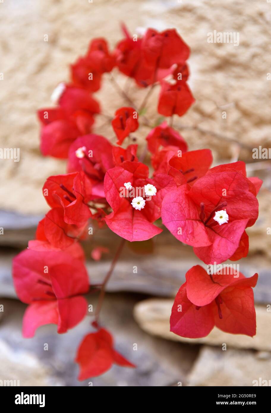 Bald Triplet Flower Stock Photo - Alamy