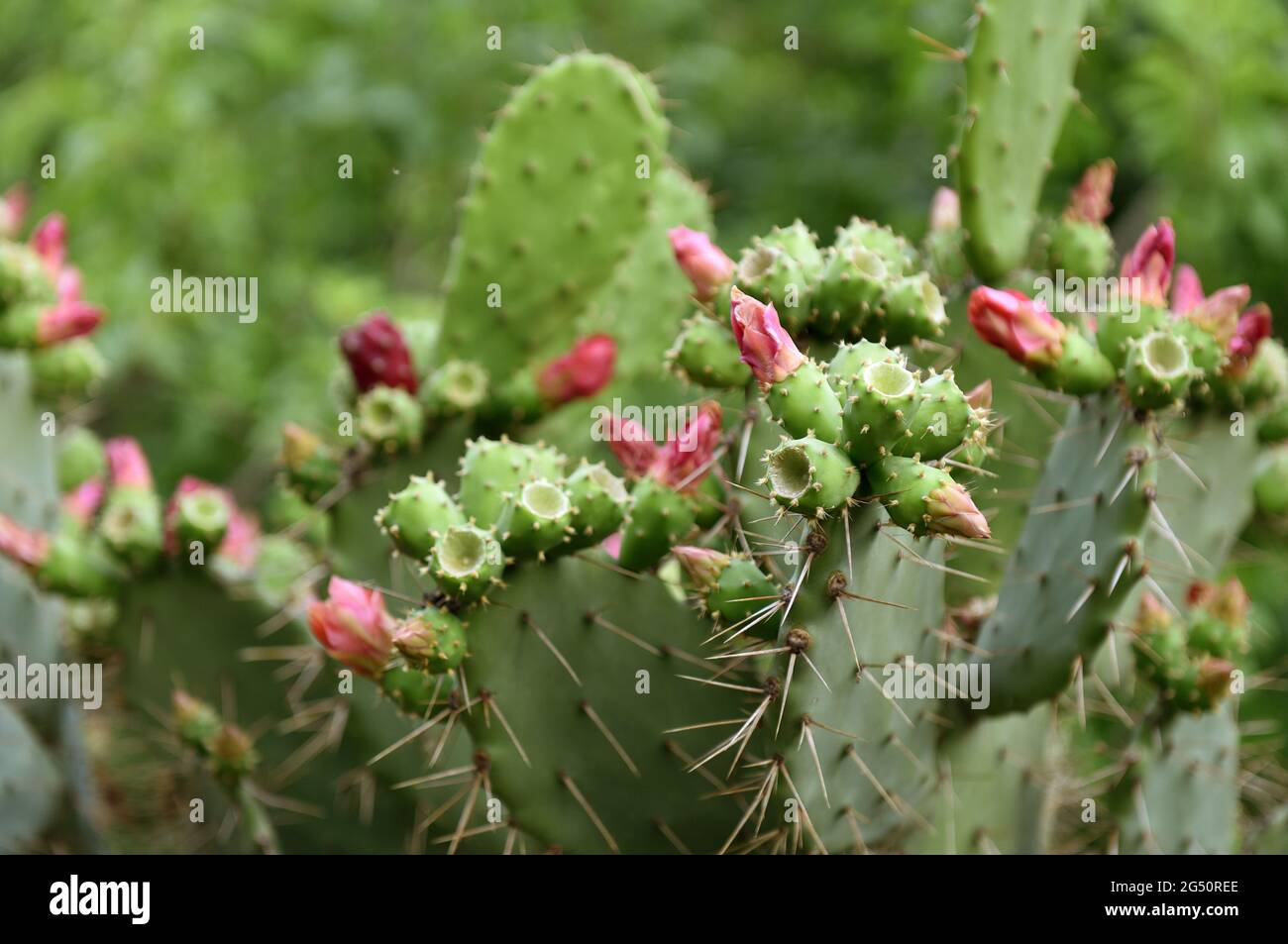 Red Prickly Pear Fruits Stock Photo - Alamy