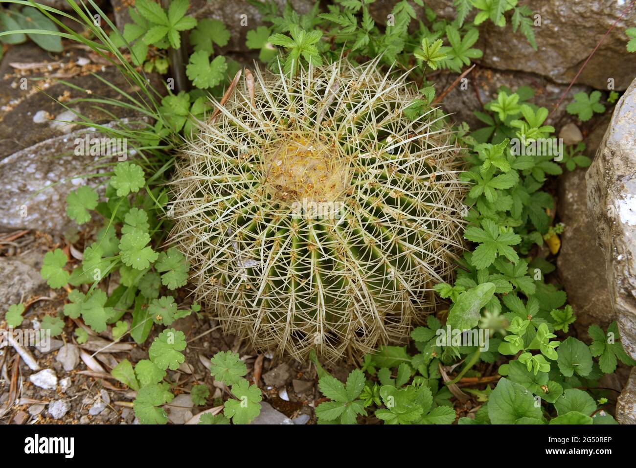 Golden Ball Cactus Stock Photo - Alamy