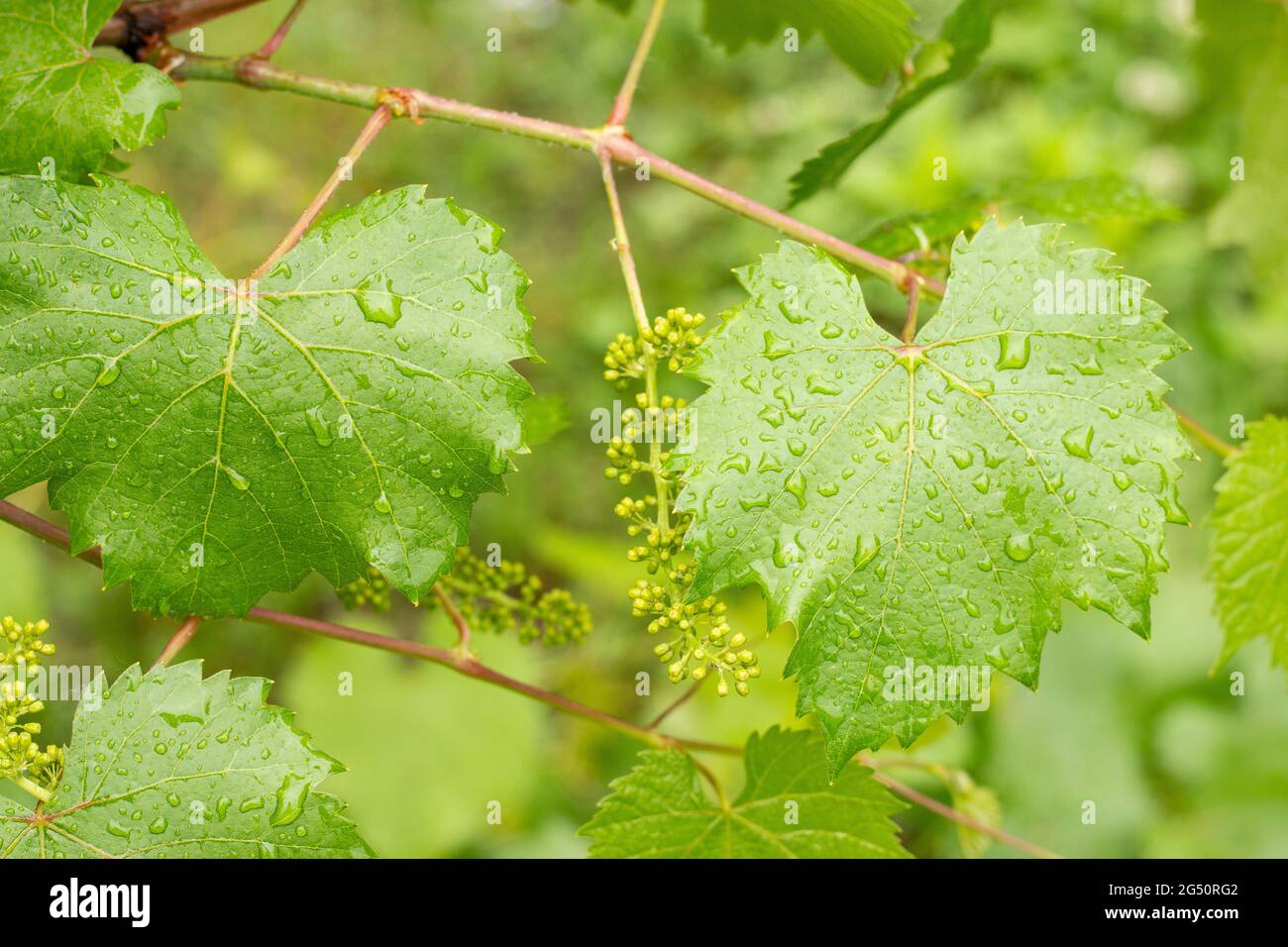 After the rain in the vineyard. Vine leaves in drops of water Stock ...