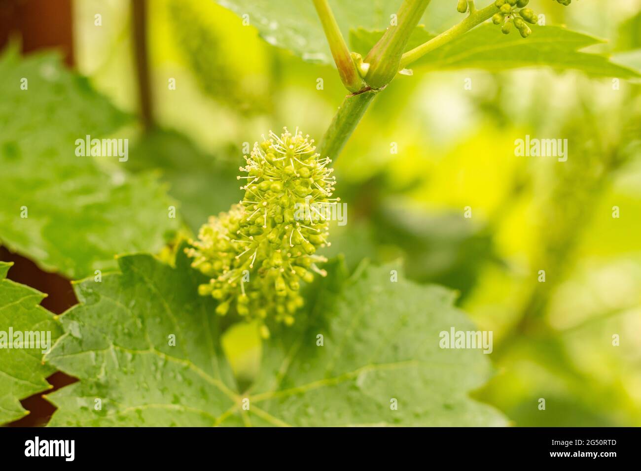 Young green flowering grapevine inflorescence on blurred vineyard ...
