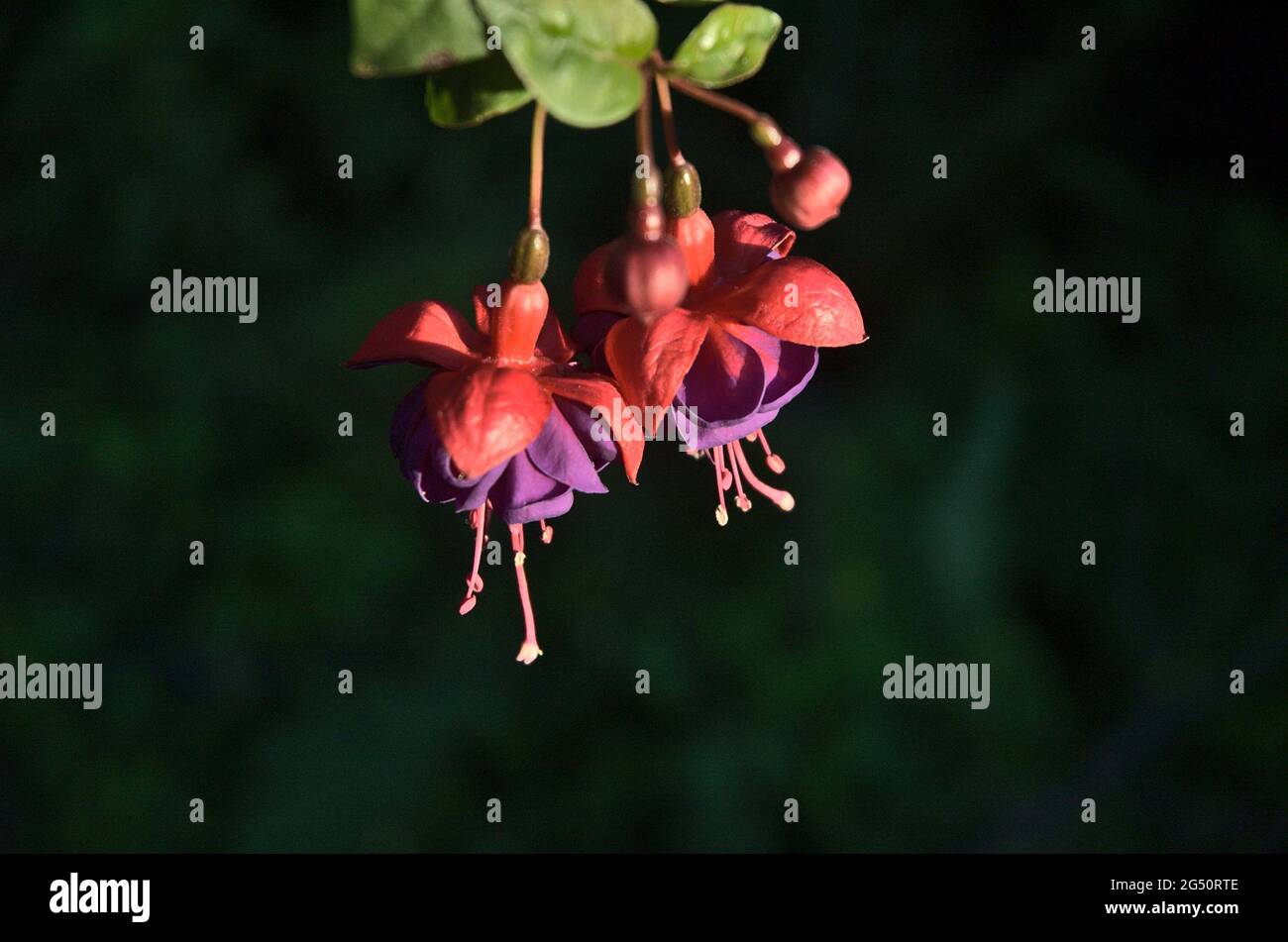 Fuchsia in bloom in early fall with beautiful red and purple colors ...