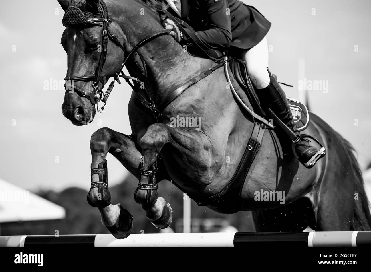 Horse Jumping, Equestrian Sports, Show Jumping event themed photograph ...