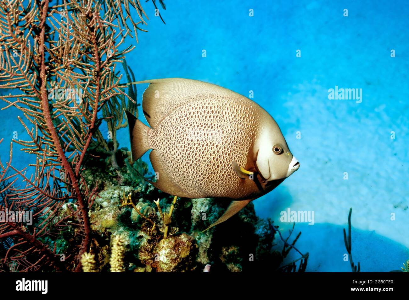 Grey angelfish cruising reef, Nassau, Bahamas Stock Photo - Alamy