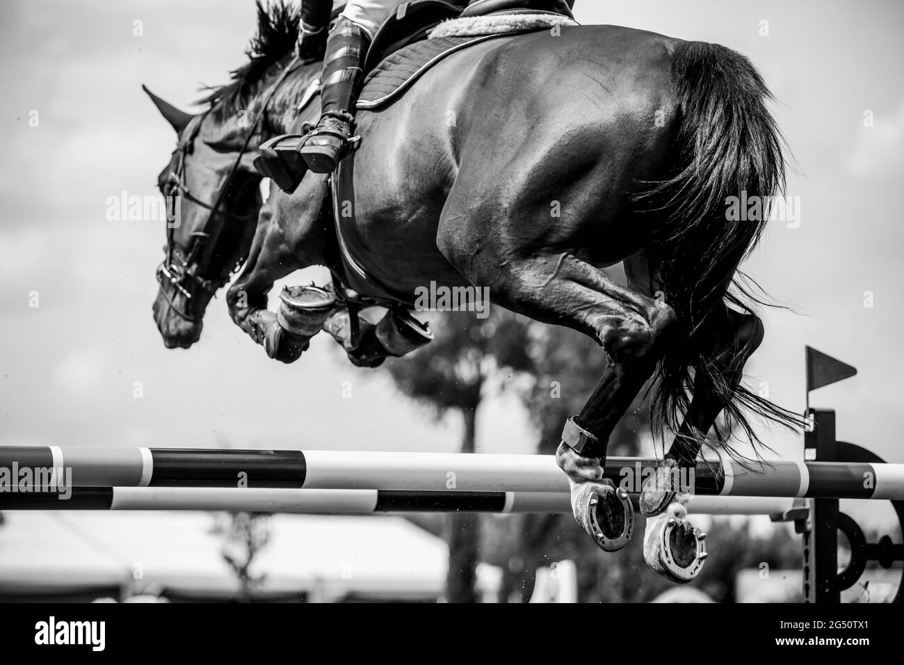 Horse Jumping, Equestrian Sports, Show Jumping event themed photograph ...