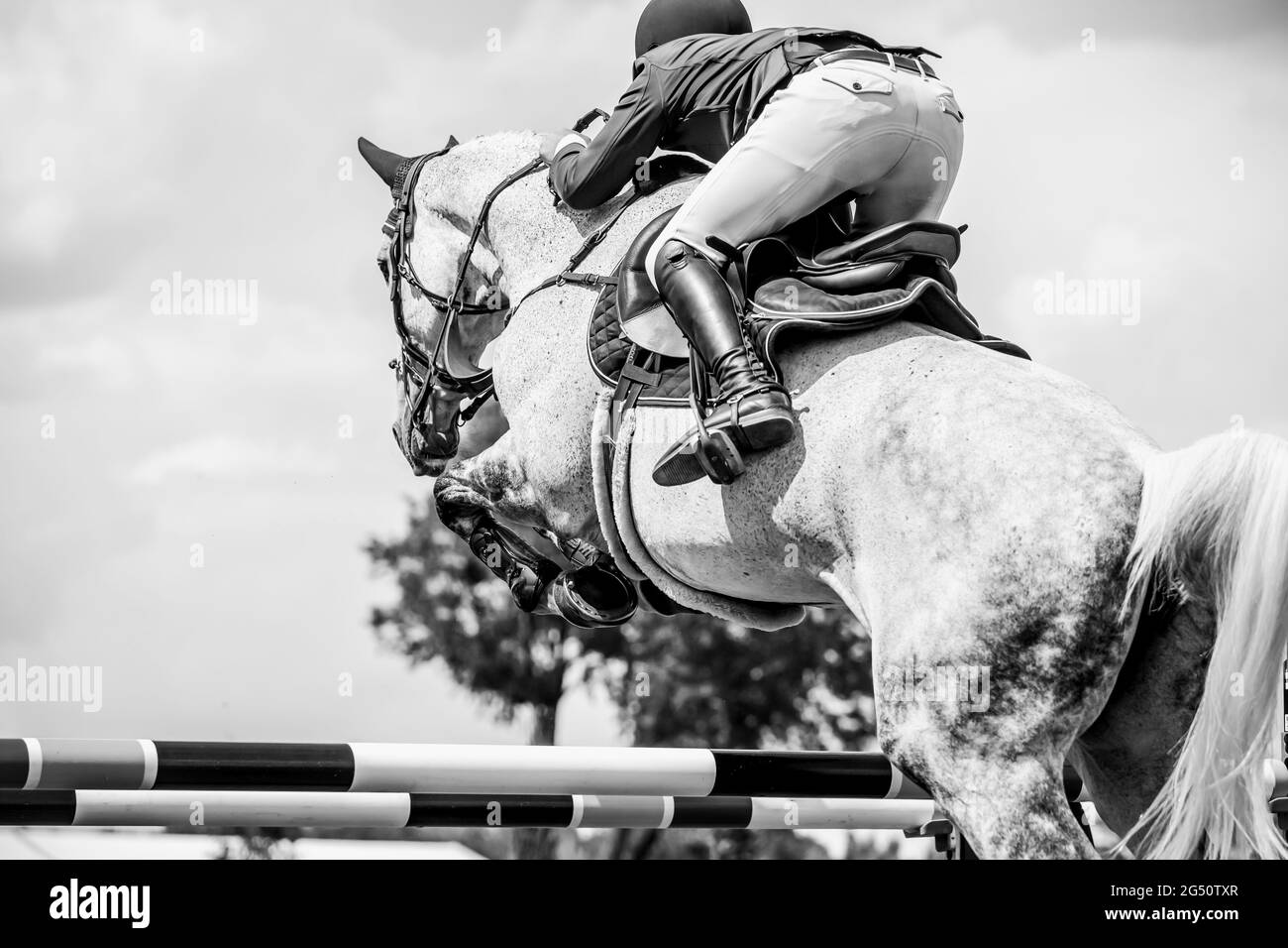 Horse Jumping, Equestrian Sports, Show Jumping event themed photograph ...