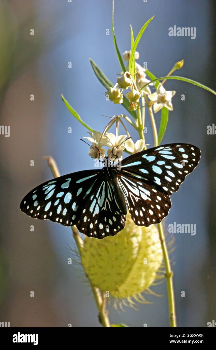Blue Tiger butterfly (Tirumala hamata) adult feeding on flower with ...