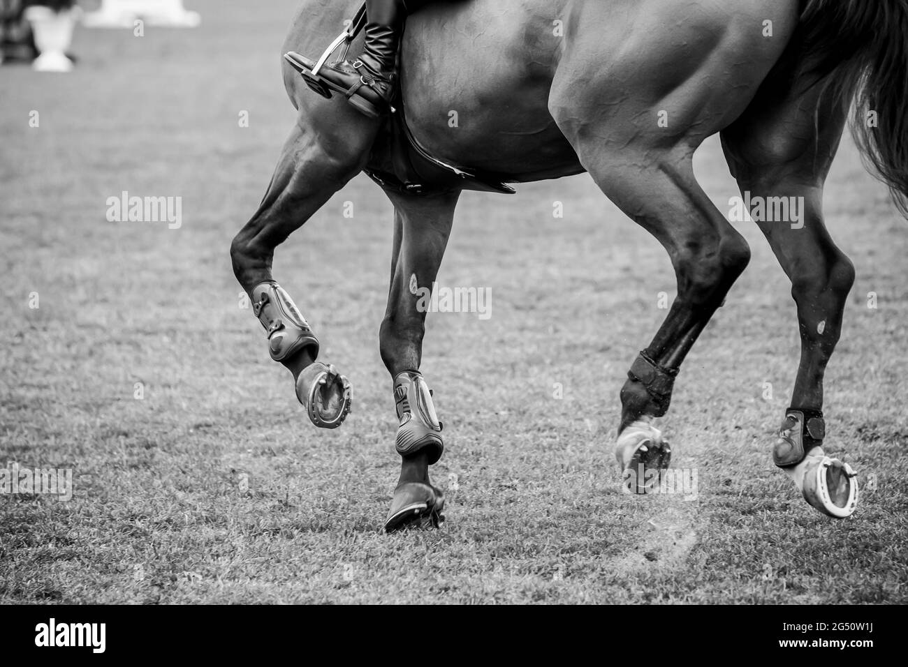 Horse Jumping, Equestrian Sports, Show Jumping event themed photograph ...