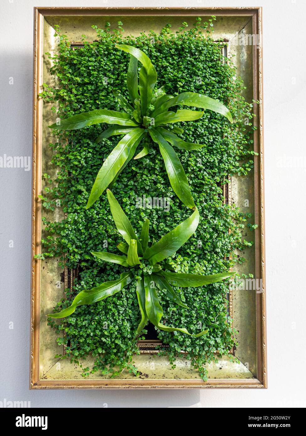 Grow Your Business Plant