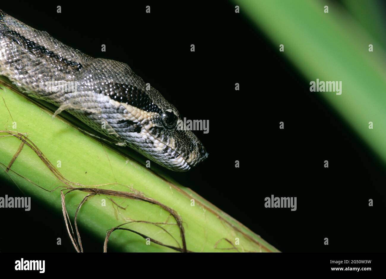 Small boa constrictor shedding hi-res stock photography and images - Alamy