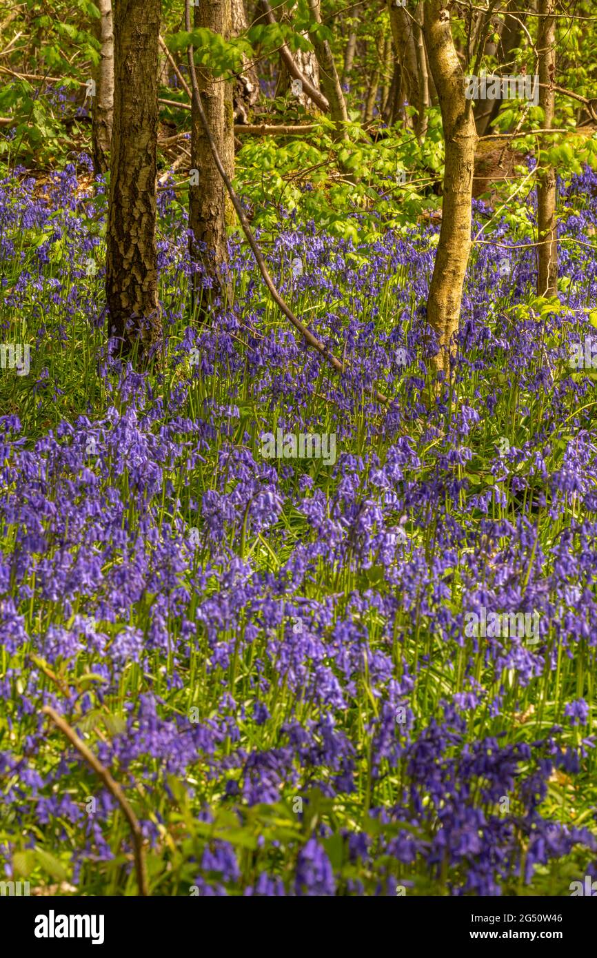 Kent countryside spring hi-res stock photography and images - Alamy