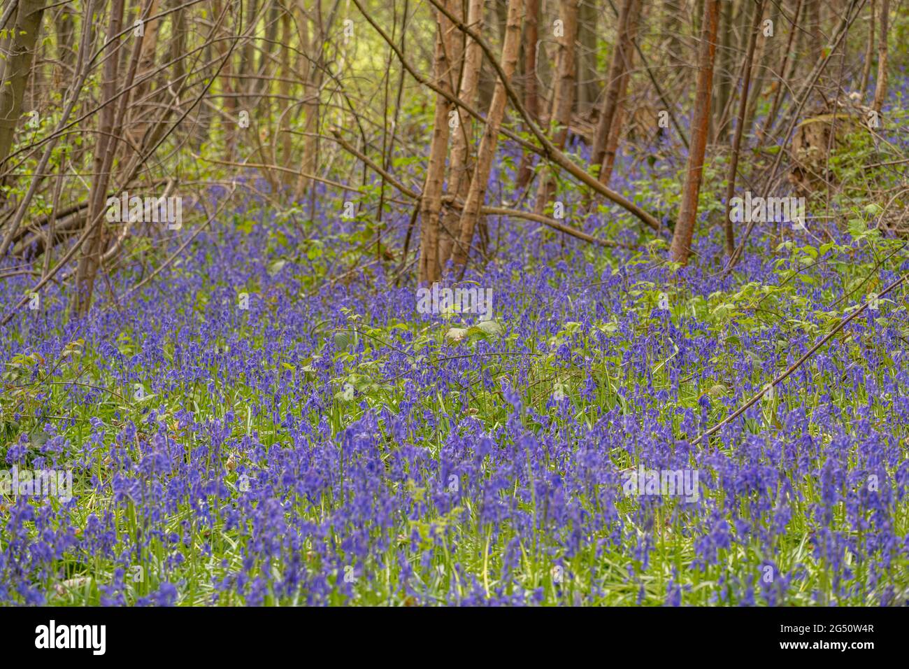 Natural spring kent hi-res stock photography and images - Alamy