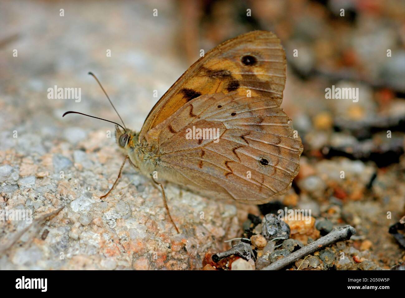 Common Brown butterfly (Heteronympha merope) adult male at rest on rock ...