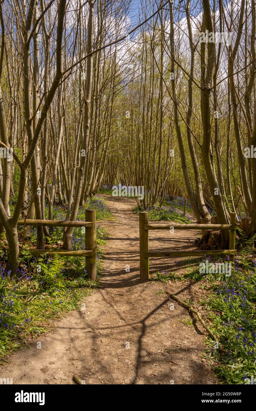 Kent spring path hi-res stock photography and images - Alamy