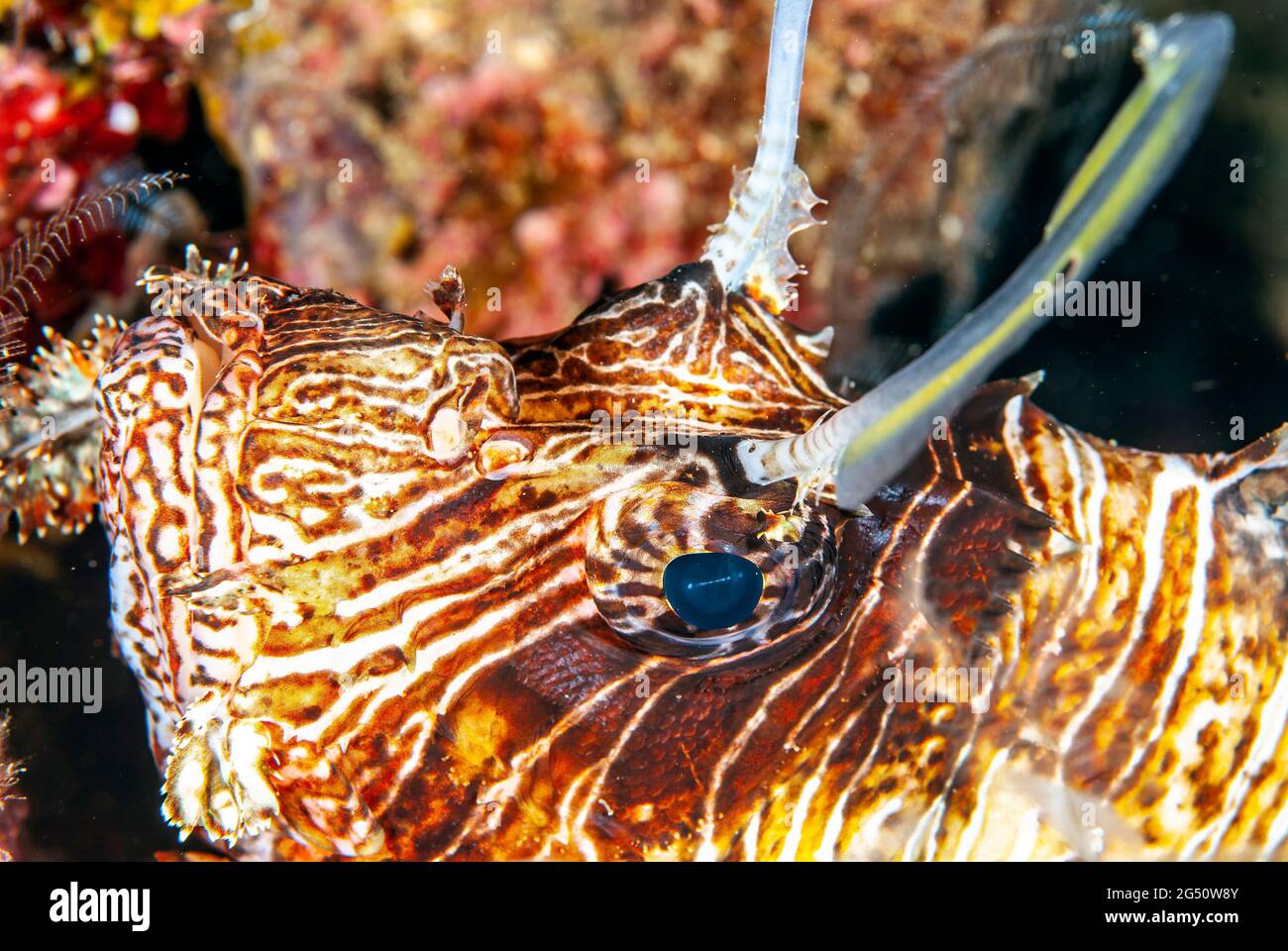 Closeup of lionfish face hi-res stock photography and images - Alamy