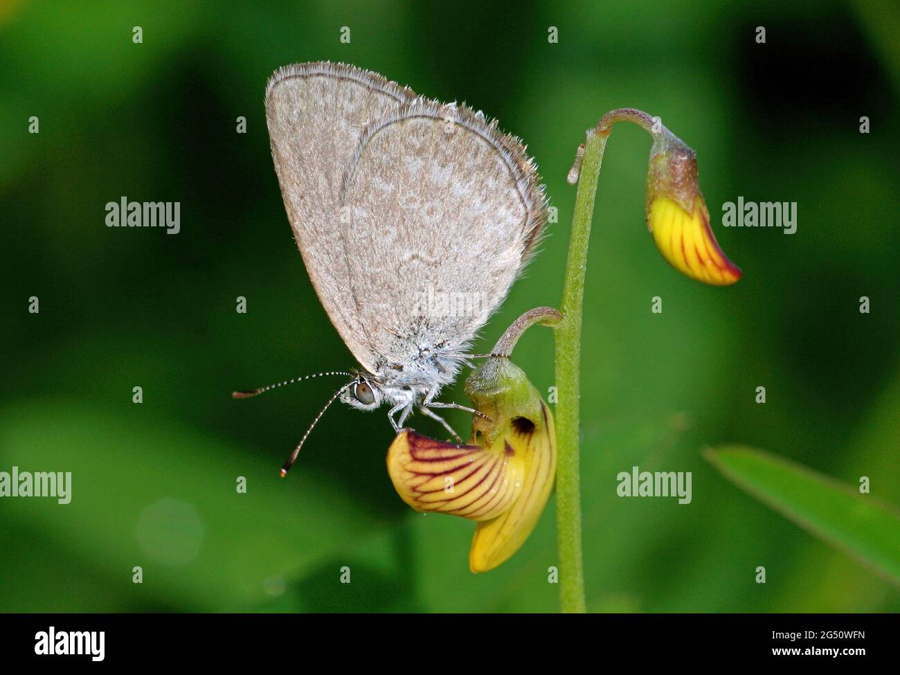 Common Grass-blue butterfly (Zizina labradus) adult resting on flower ...