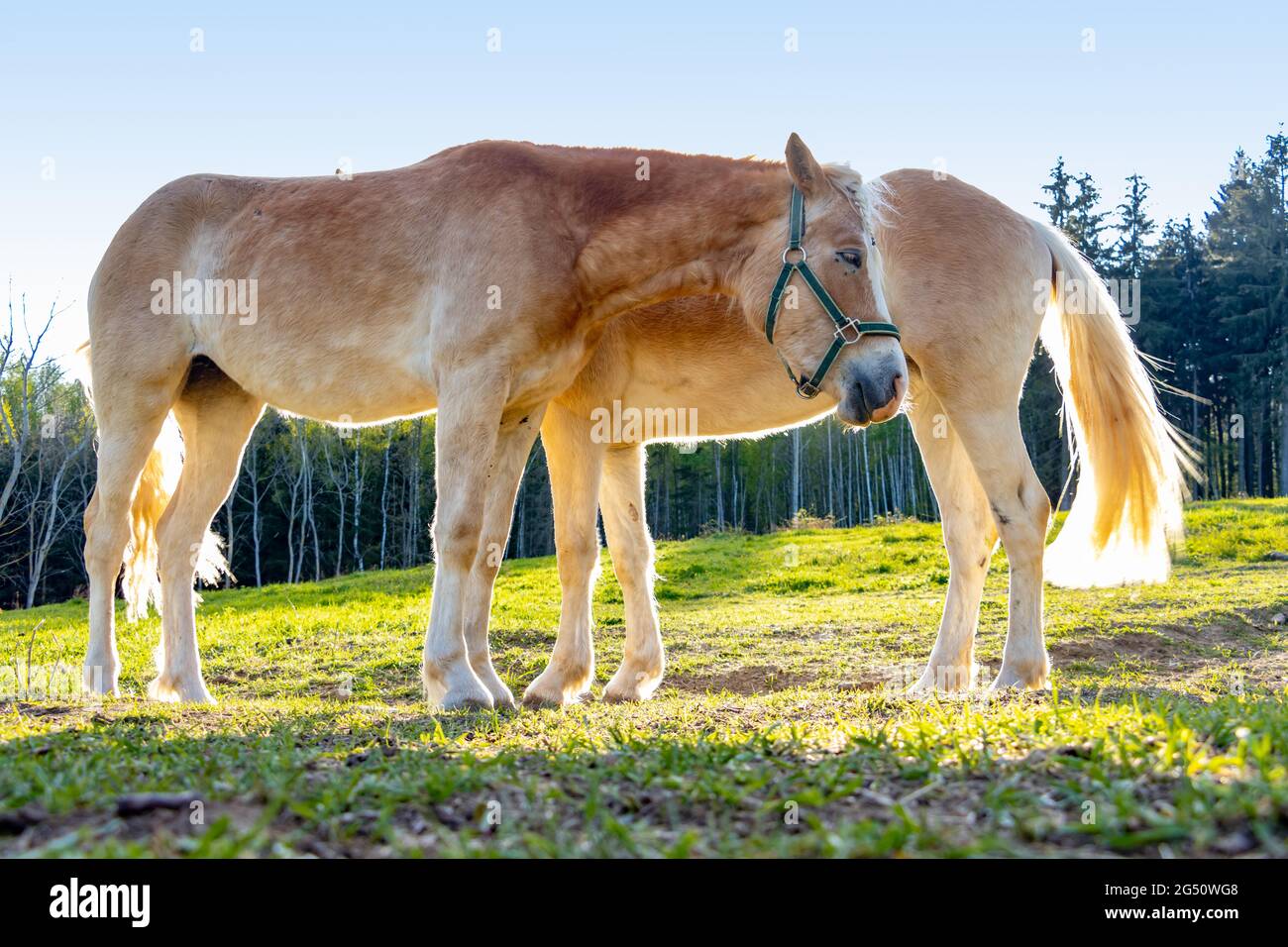 Haflinger horse tail hi-res stock photography and images - Alamy