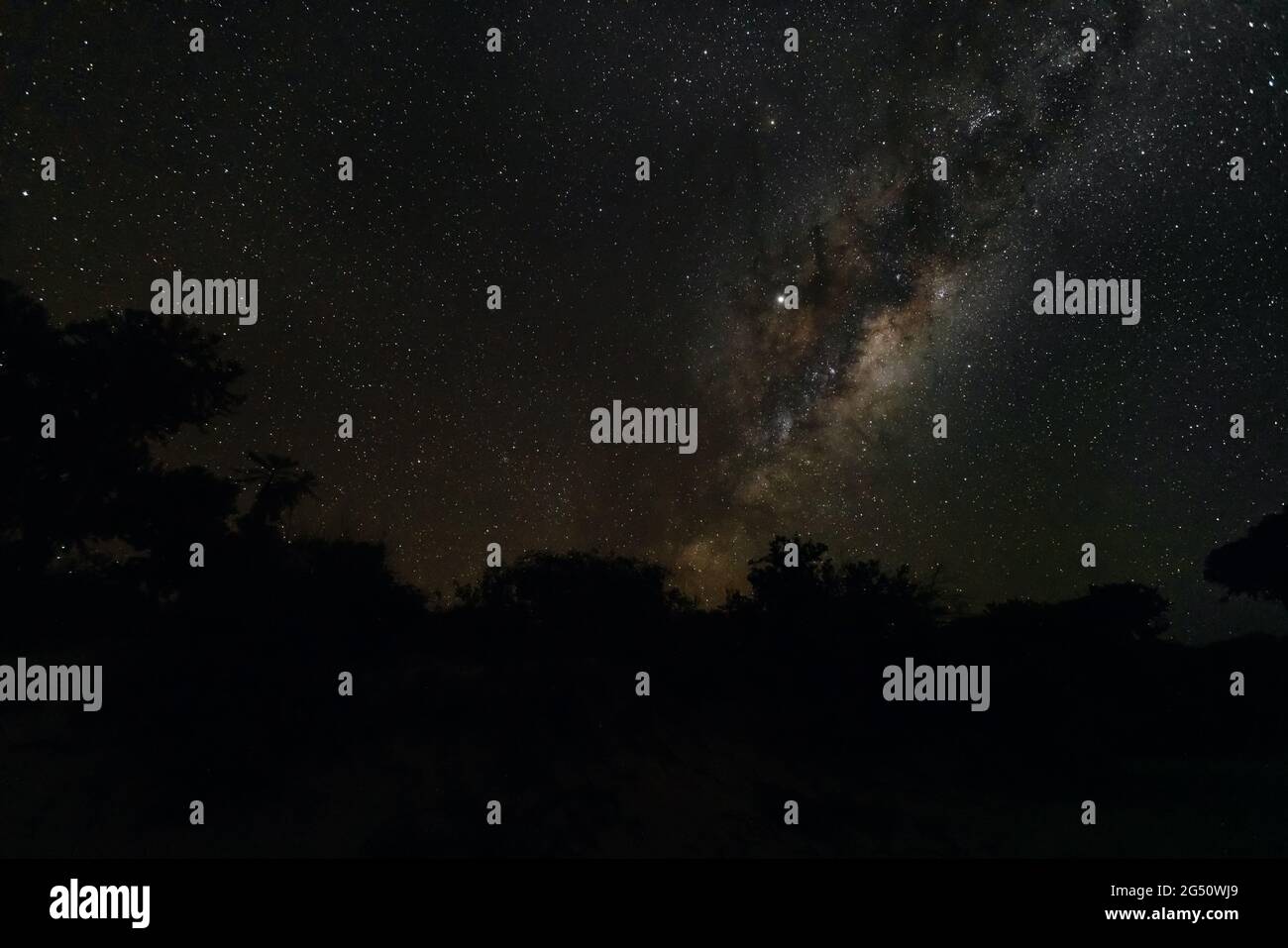 Night sky with Milkyway galaxy over trees silhouettes as seen from ...