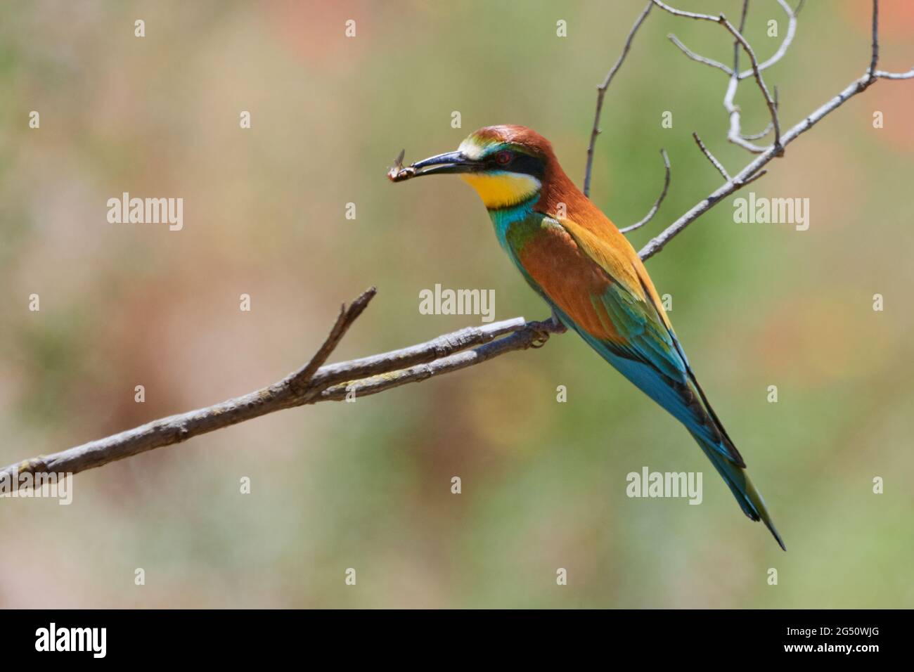 Large colourful bird hi-res stock photography and images - Alamy