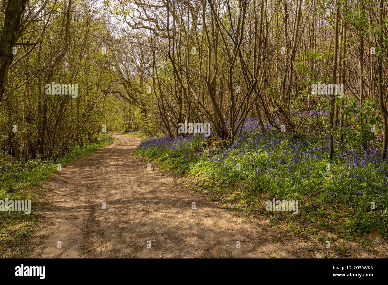 Path through Bluebell woods in spring near Ightham Kent Stock Photo - Alamy