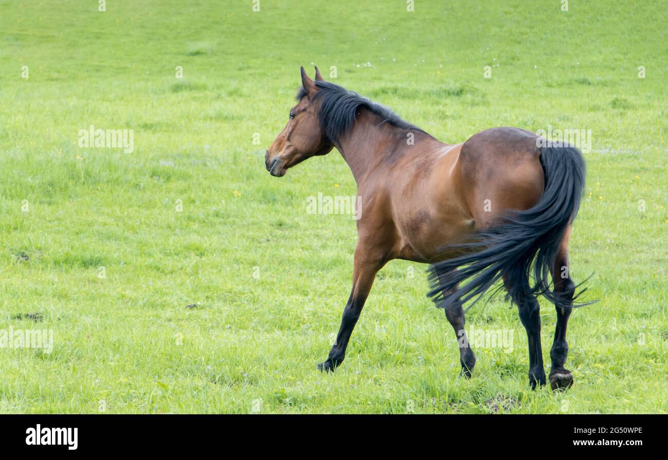 Thoroughbred horse walking hi-res stock photography and images - Alamy