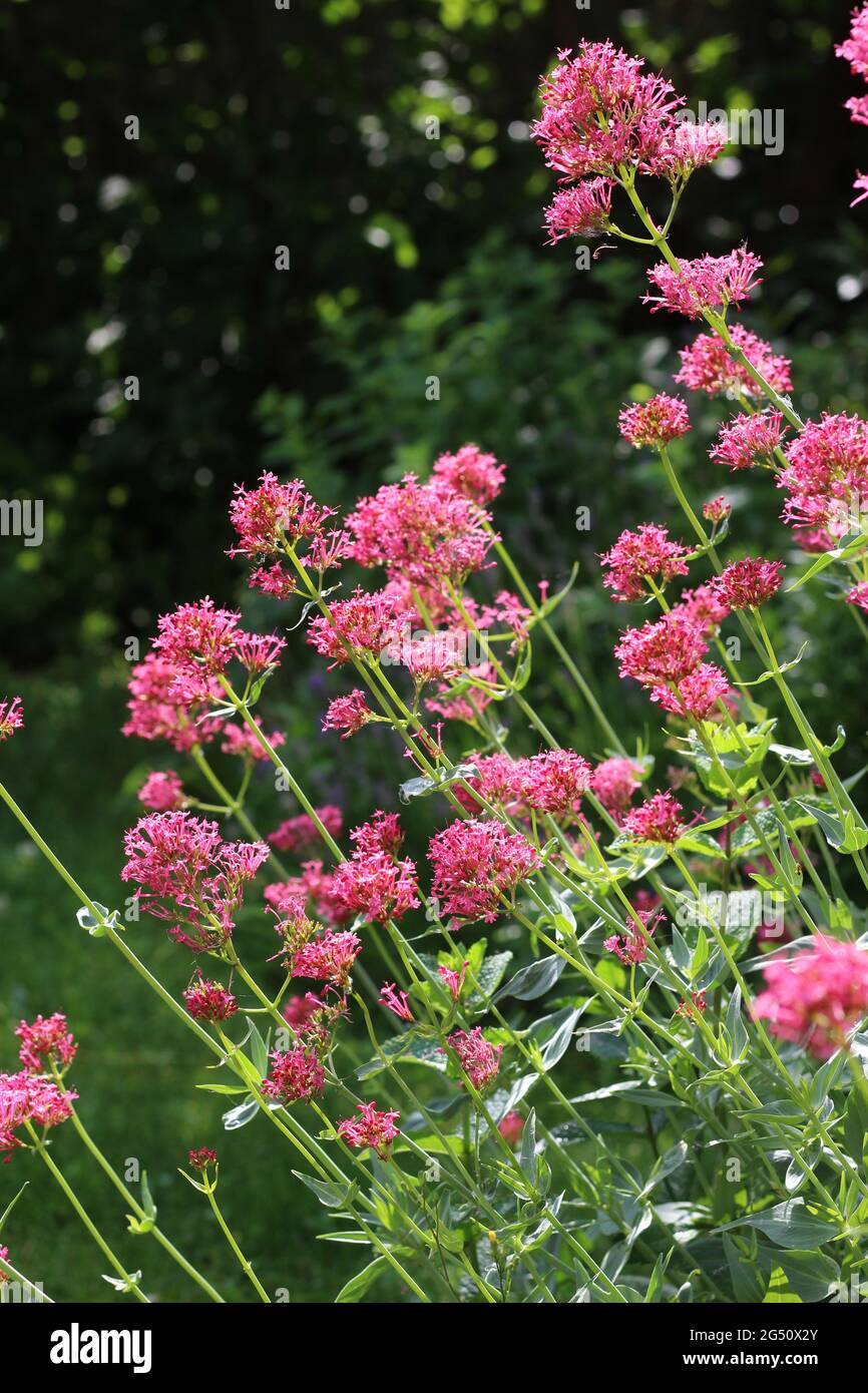 The beautiful red summer flowers of Centranthus ruber growing oudoors ...