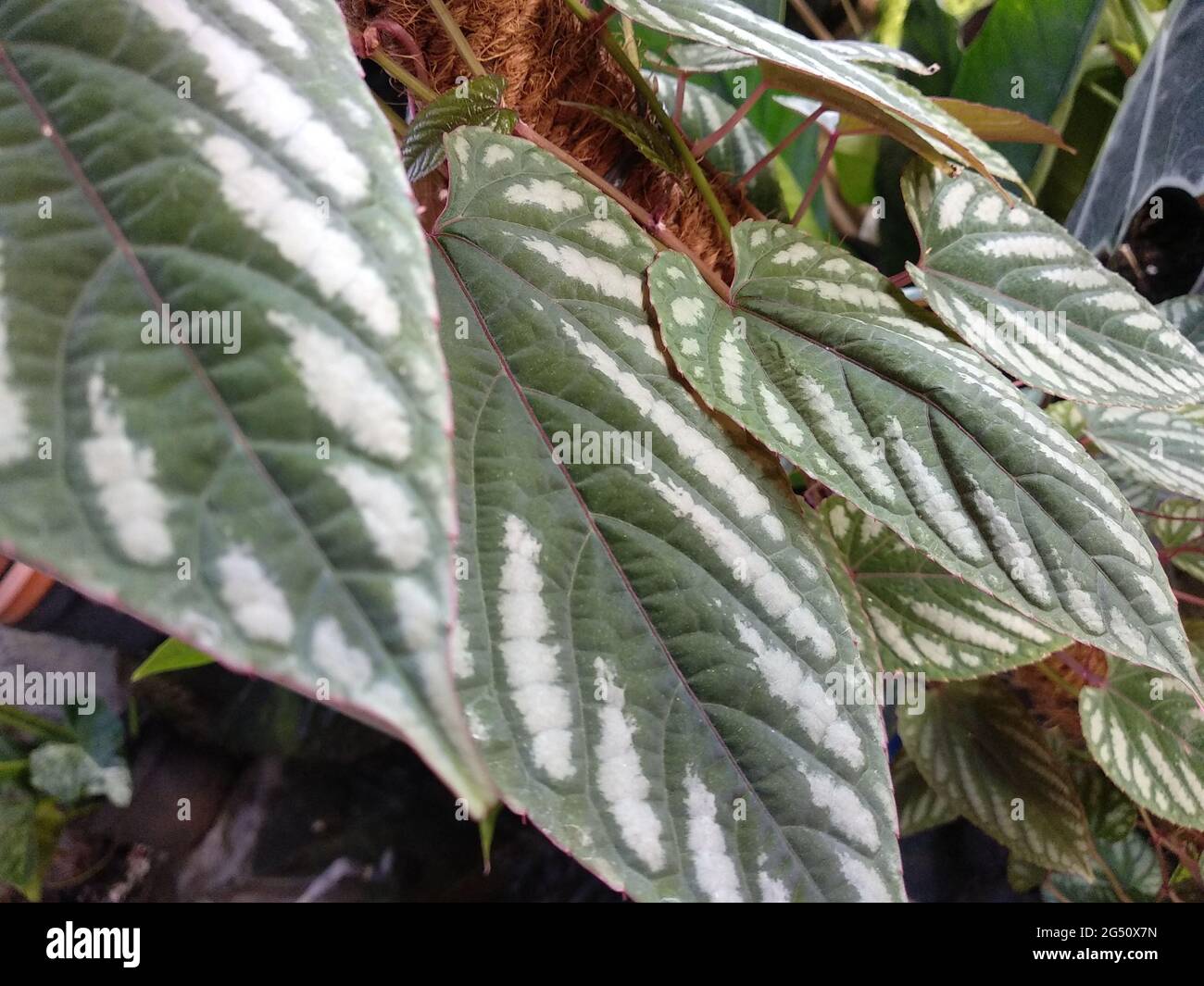 Vine cissus hi-res stock photography and images - Alamy